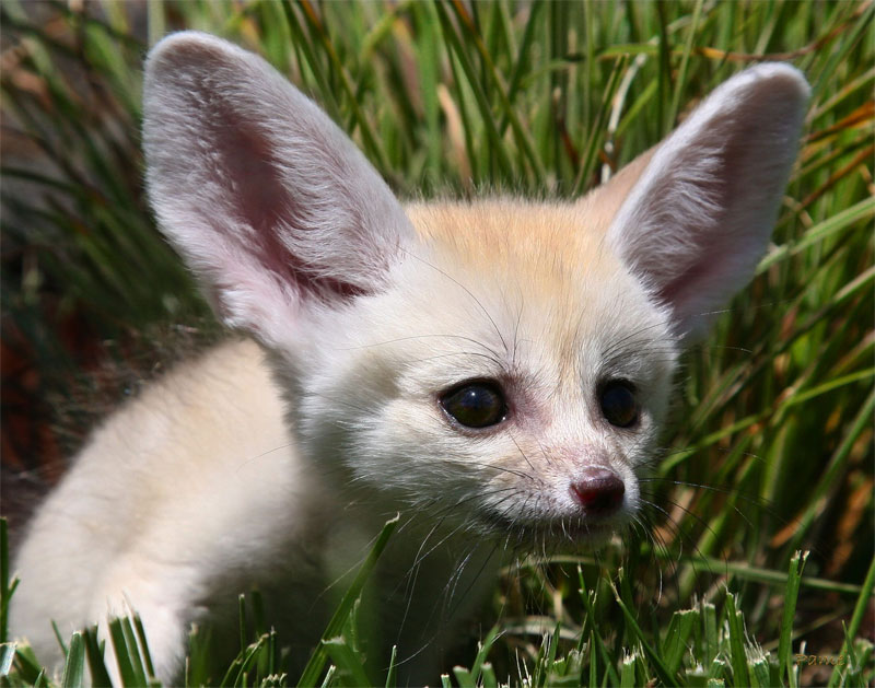 Fennec The Desert Fox Paradoxoff Fennec The Desert Fox Paradoxoff