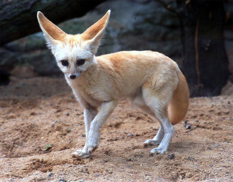 Fennec The Desert Fox Paradoxoff Fennec The Desert Fox Paradoxoff