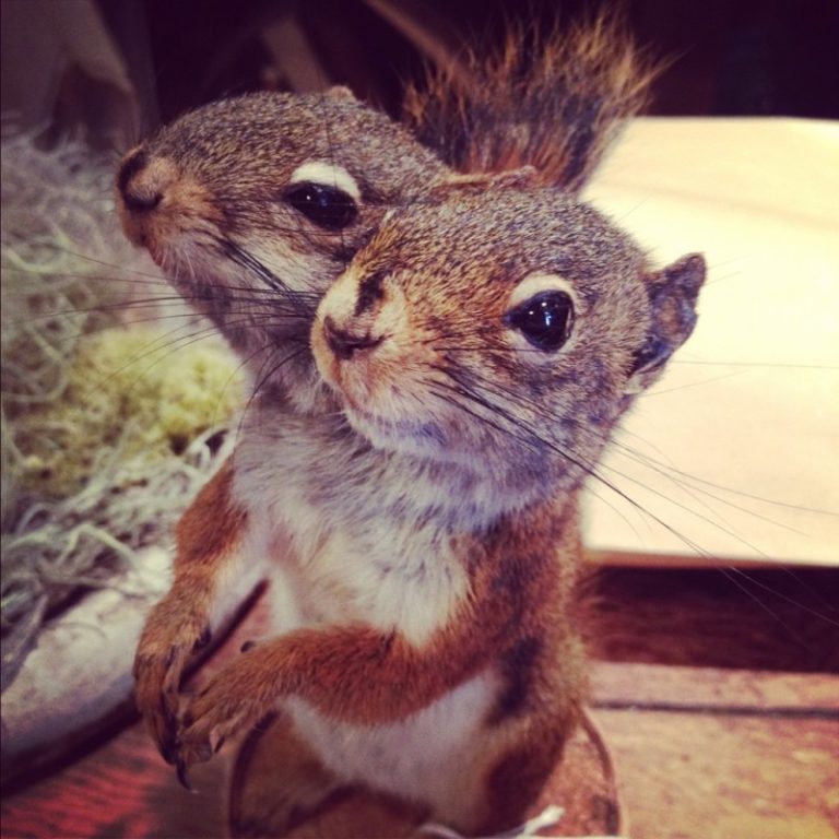 Two headed animals you haven’t seen | paradoxoff