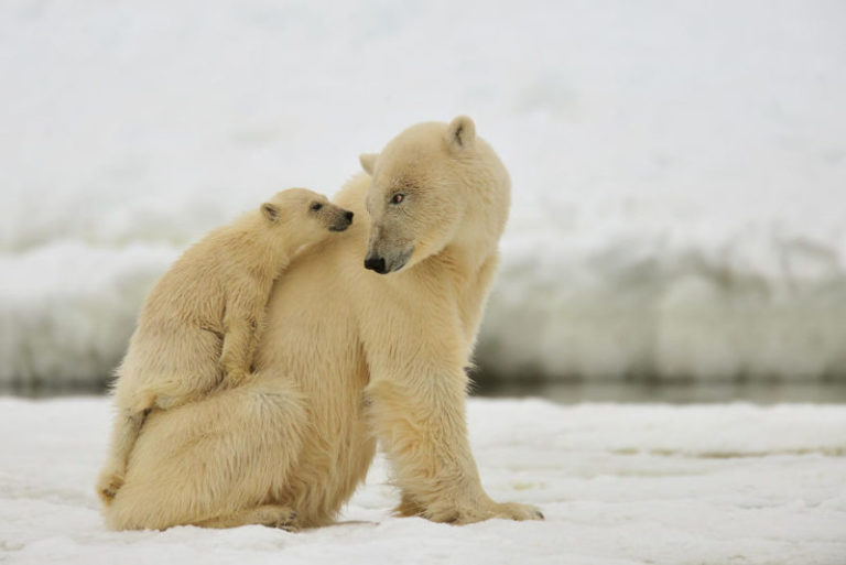 Cute mama bears and their little teddies | paradoxoff