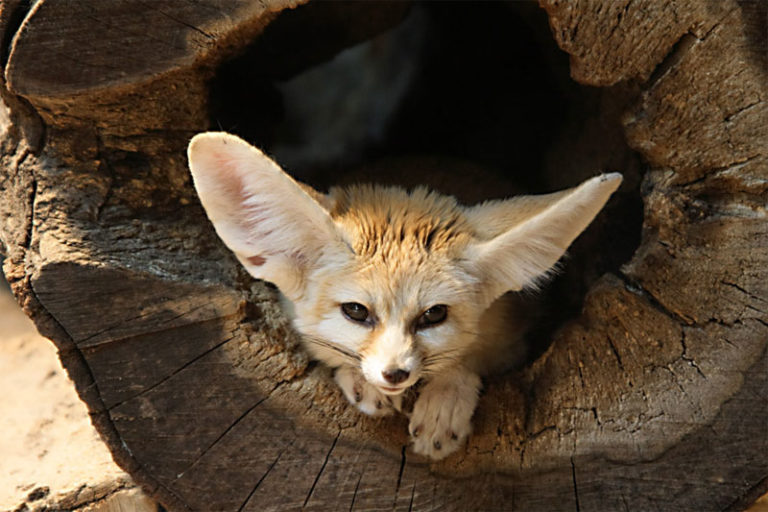 Fennec — the desert fox | paradoxoff